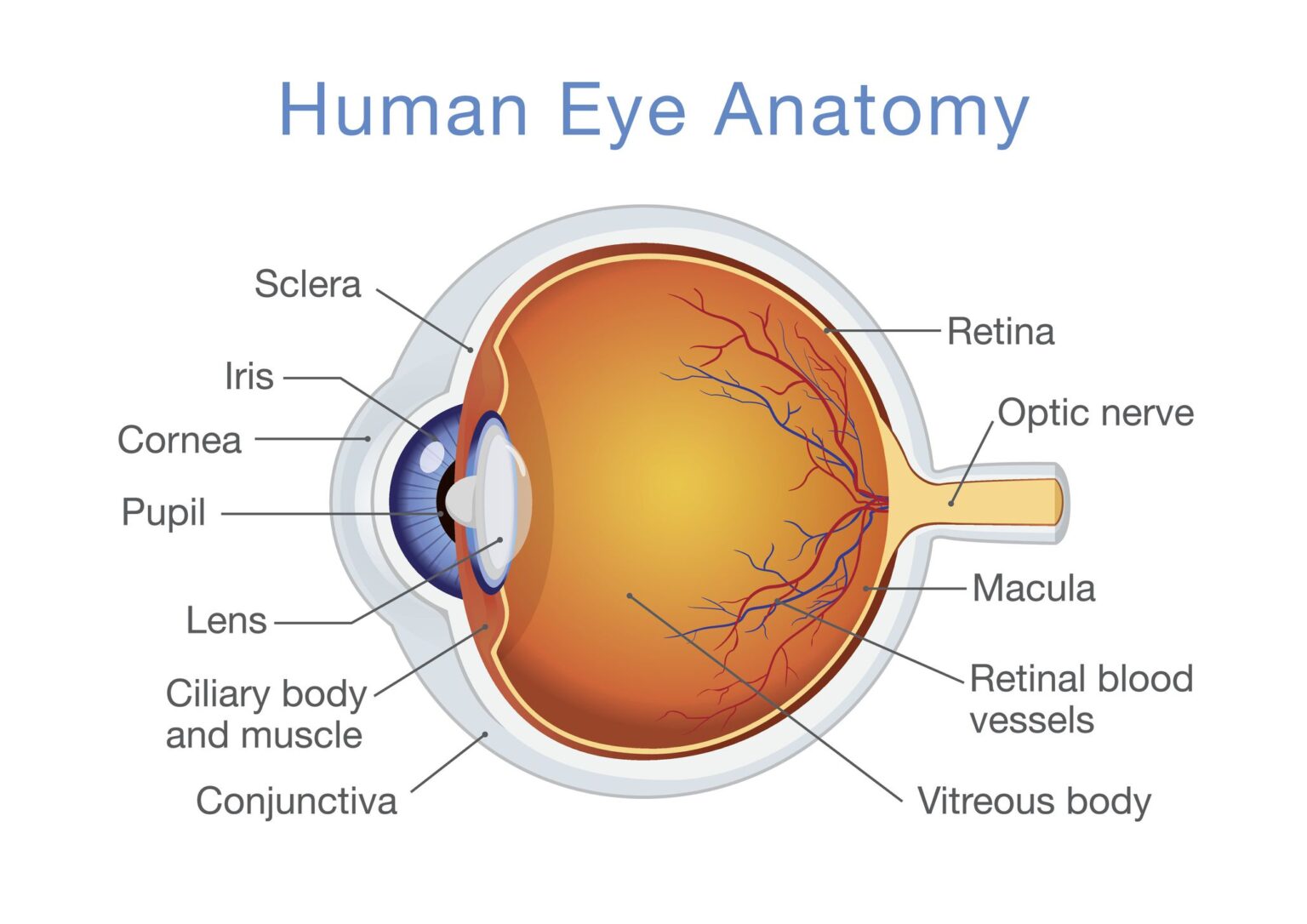Human eye anatomy